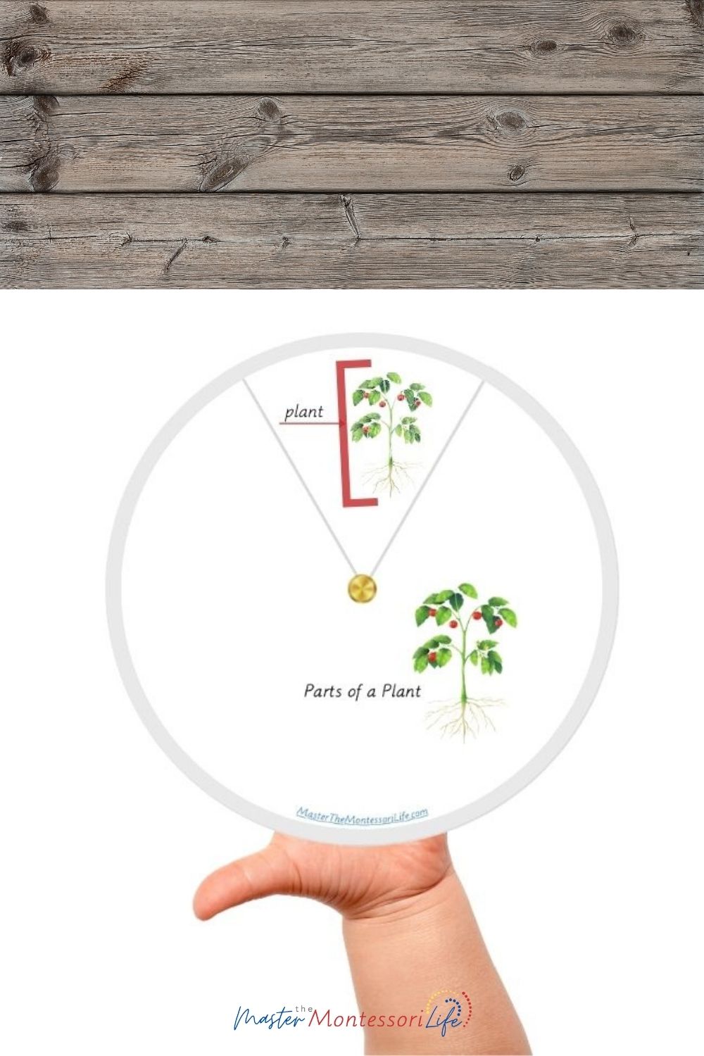 A Fun Montessori Botany Activity for Children - Master the Montessori Life