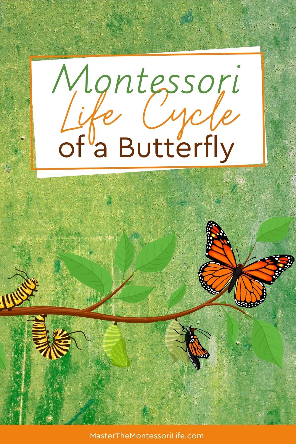 Montessori Life Cycle of a Butterfly - Master the Montessori Life