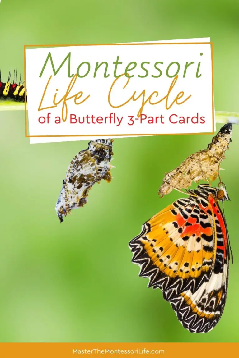 Montessori Life Cycle of a Butterfly 3-Part Cards