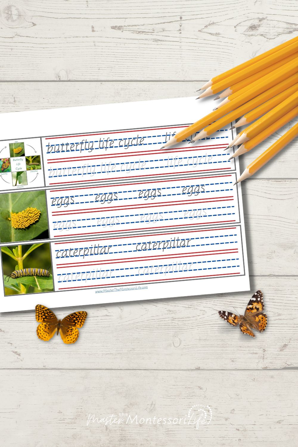 Enhancing Language Arts with Science: The Butterfly Life Cycle ...