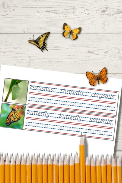 Enhancing Language Arts with Science: The Butterfly Life Cycle ...