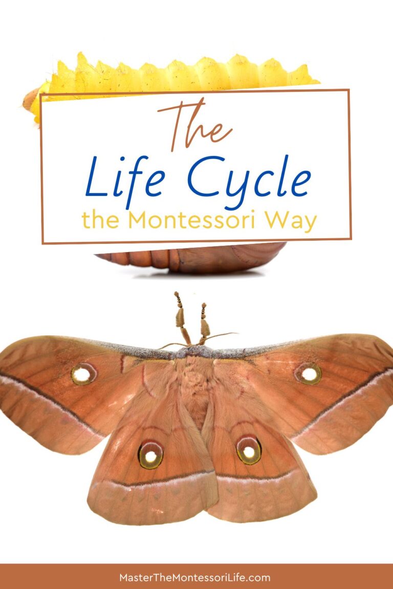 The Life Cycle the Montessori Way - Master the Montessori Life